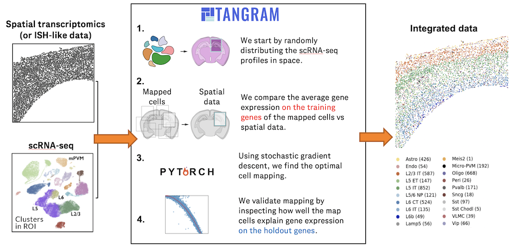 Fast, sensitive and accurate integration of single-cell data with Harmony